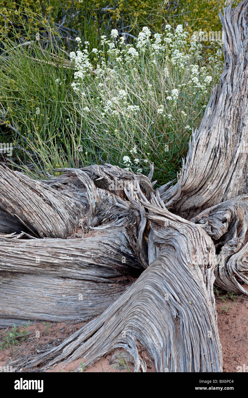 Fremonts peppergrass hi-res stock photography and images - Alamy