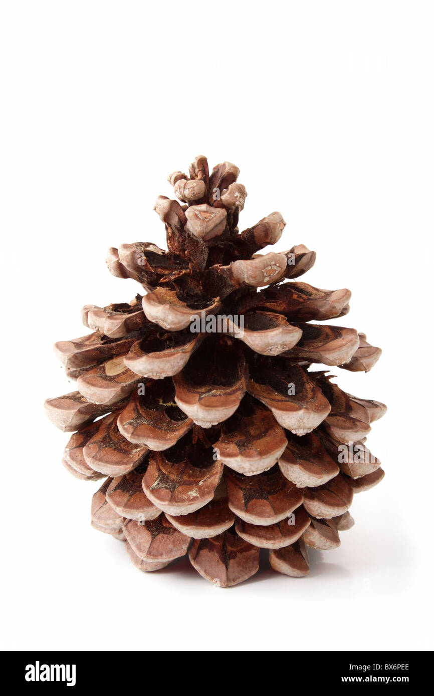 A fine pine cone. All isolated on white background Stock Photo - Alamy