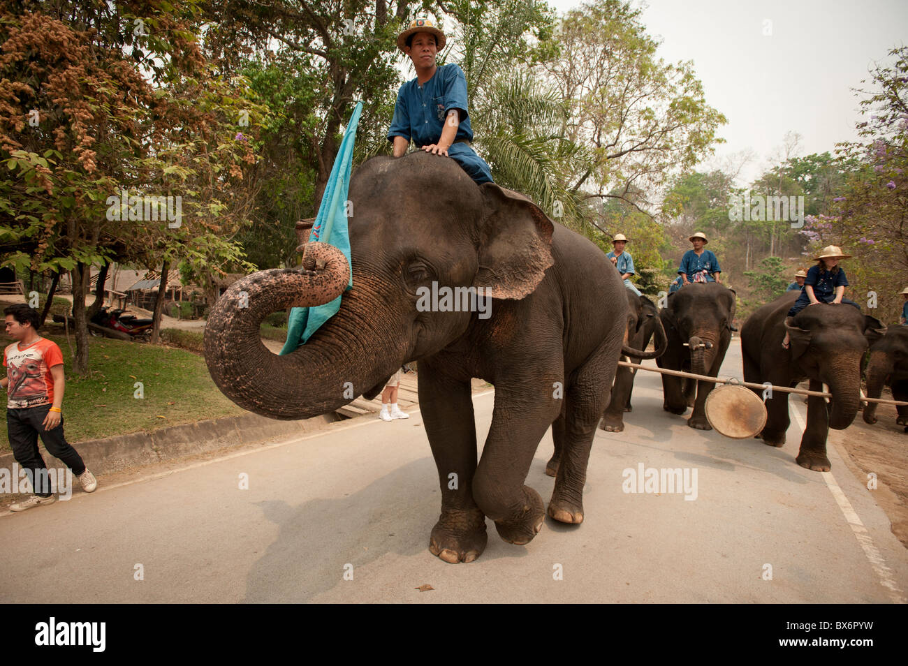 Elephant Conservation Center, Lampang, Thailand, Southeast Asia, Asia ...