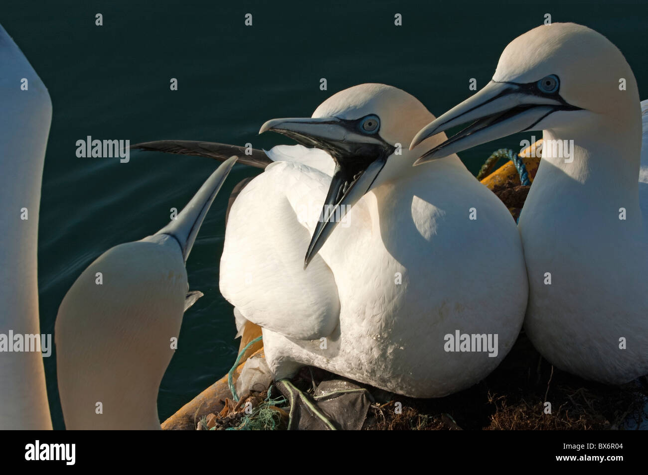 Three Northern Gannets (Morus bassanus) calling and fighting together ...