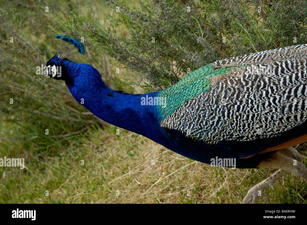 Portrait of a peacock with brightly colored plume Stock Photo - Alamy
