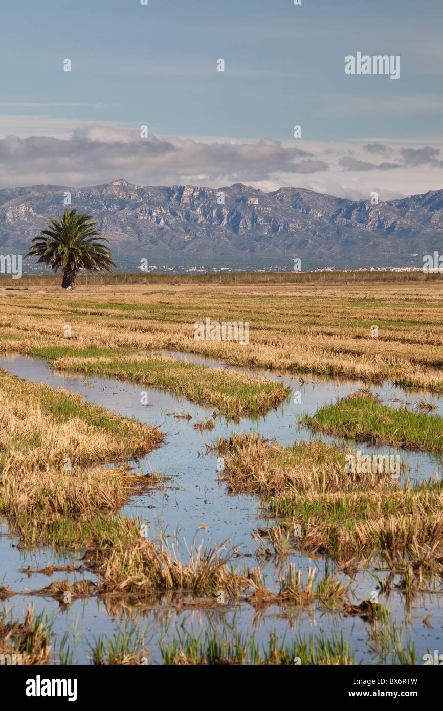 Around deltebre natural park delta hi-res stock photography and images ...