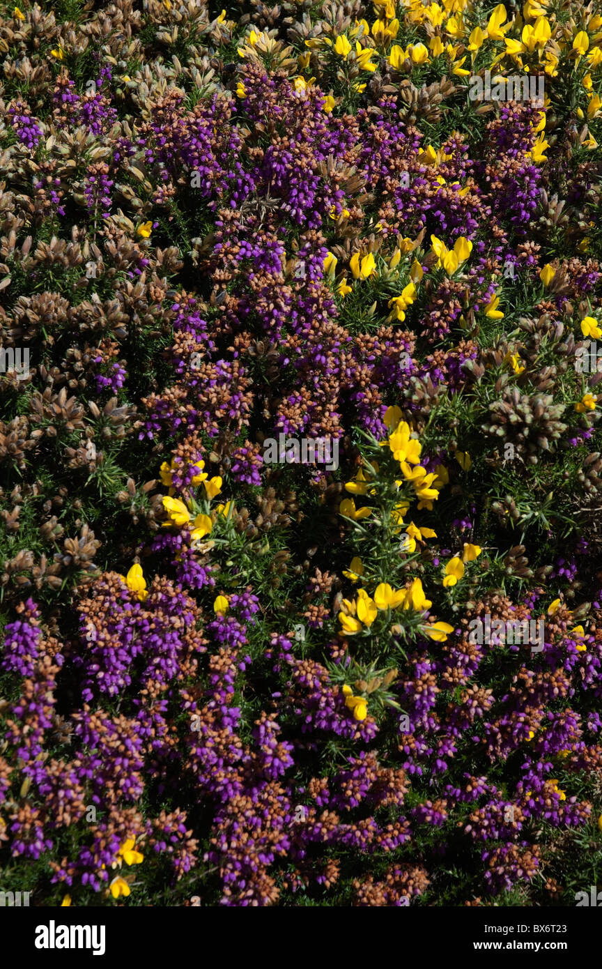 Yellow Flowering Heather Plant In High Resolution Stock Photography and ...