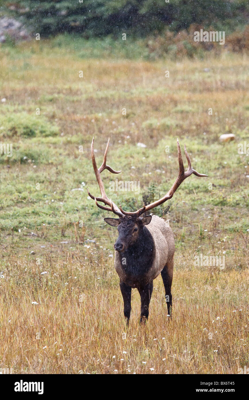 Bull elk, cervus canadensis, in Banff National Park, Alberta, Canada ...