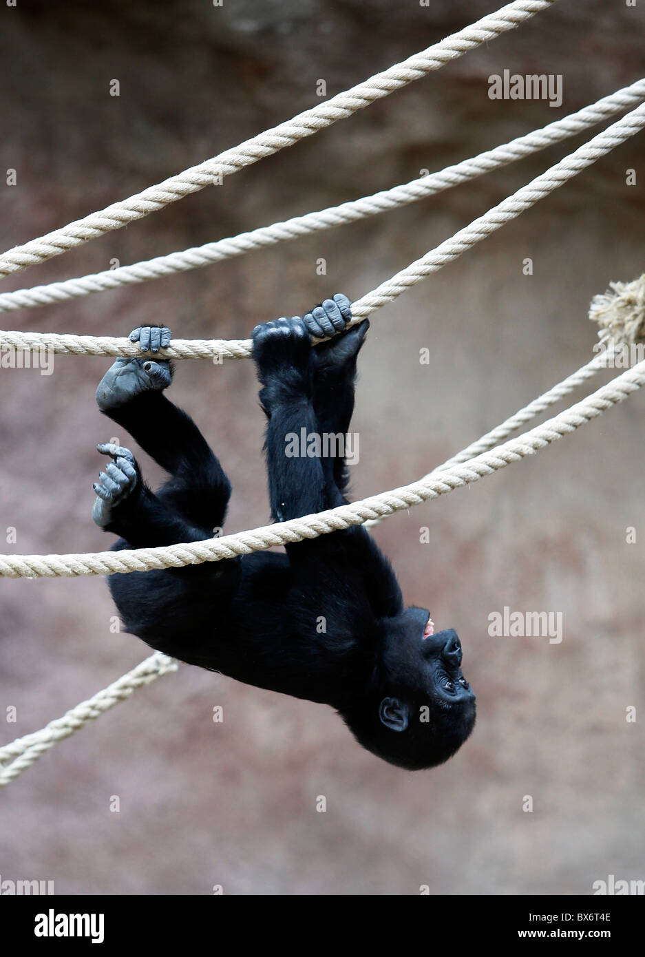 Western Lowland Gorilla Stock Photo - Alamy