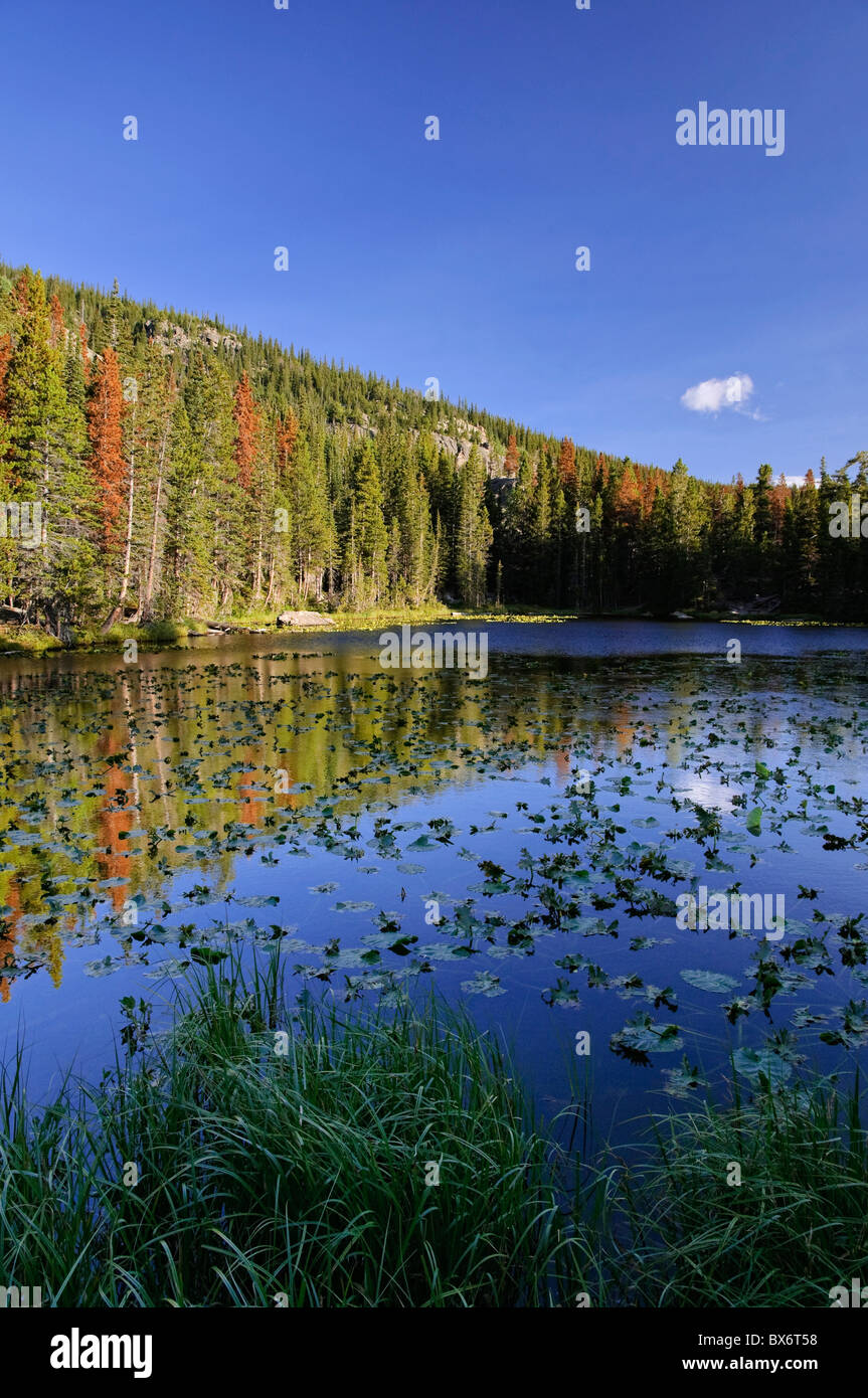 Nymph Lake, Rocky Mountain National Park, Estes Park, Colorado, USA ...