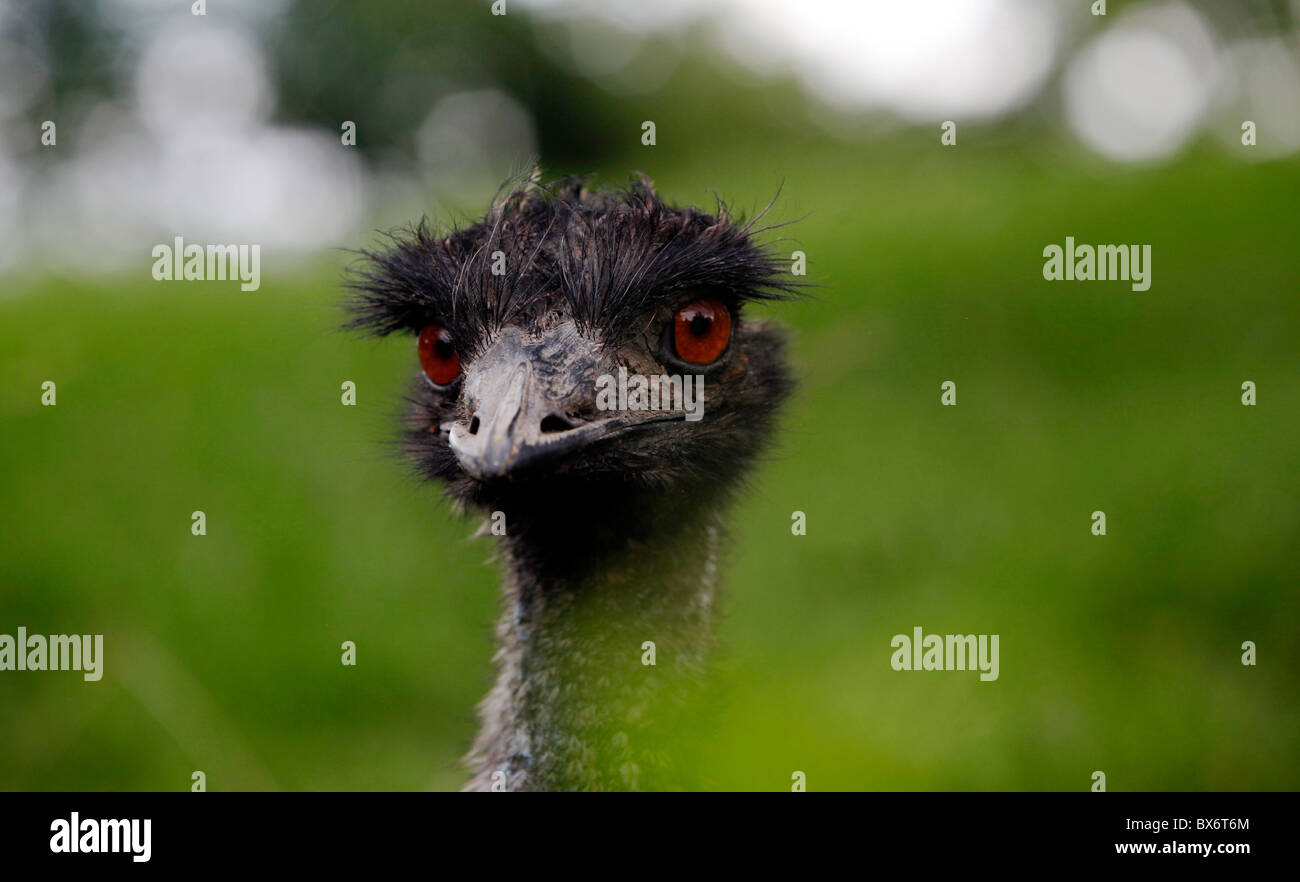 The Emu looks out from his exhibition in Prague's ZOO. (CTK Photo/Rene ...