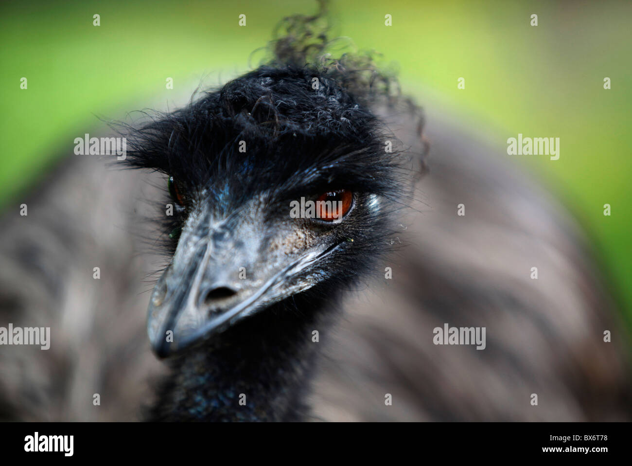 The Emu looks out from his exhibition in Prague's ZOO. (CTK Photo/Rene ...