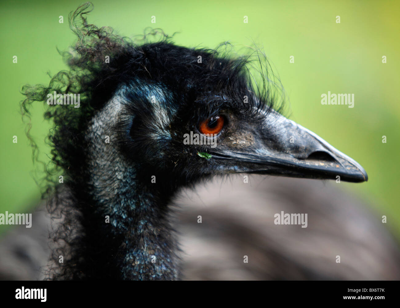 The Emu looks out from his exhibition in Prague's ZOO. (CTK Photo/Rene ...