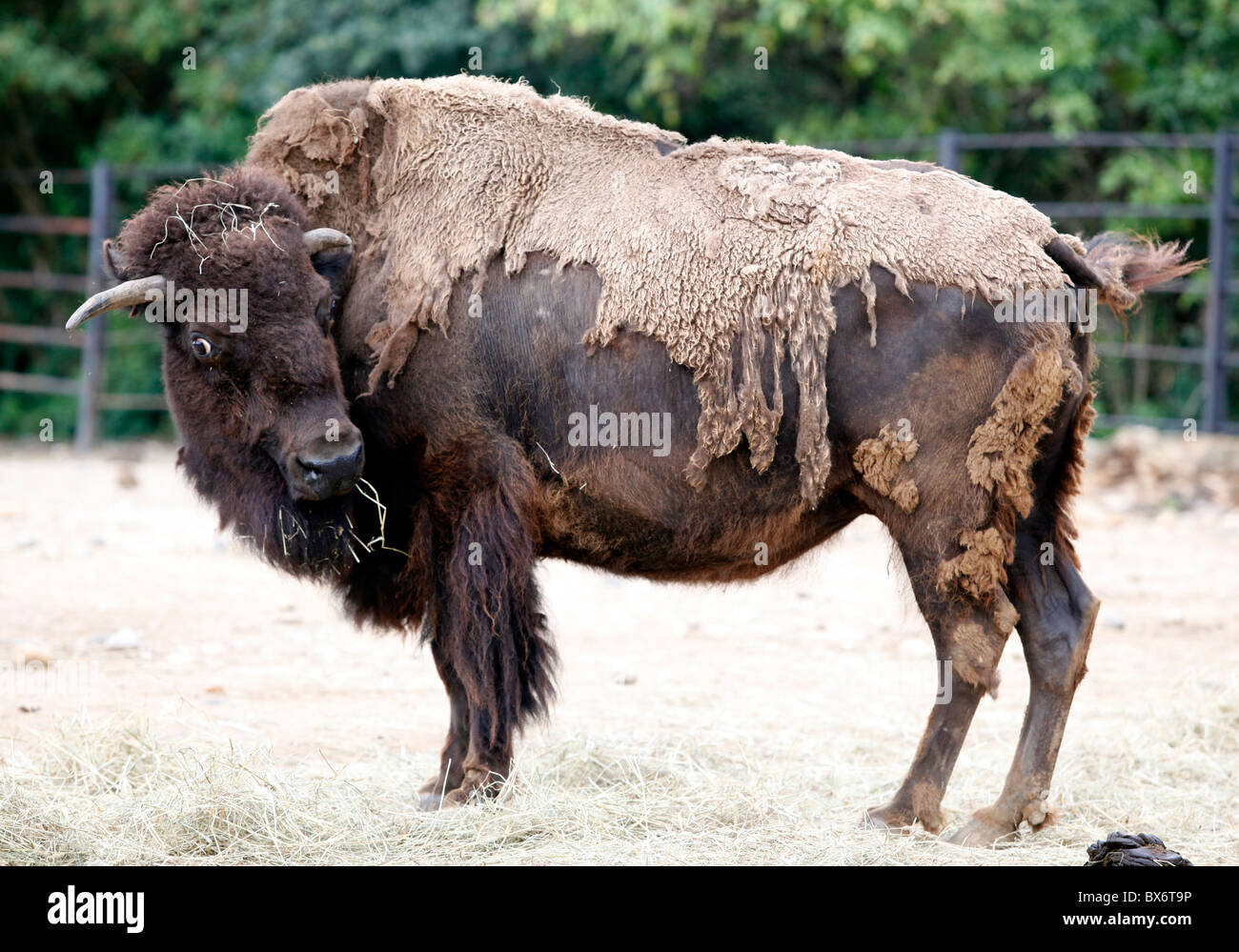 The American Bison (American Buffalo) looks on at Prague's ZOO. (CTK ...