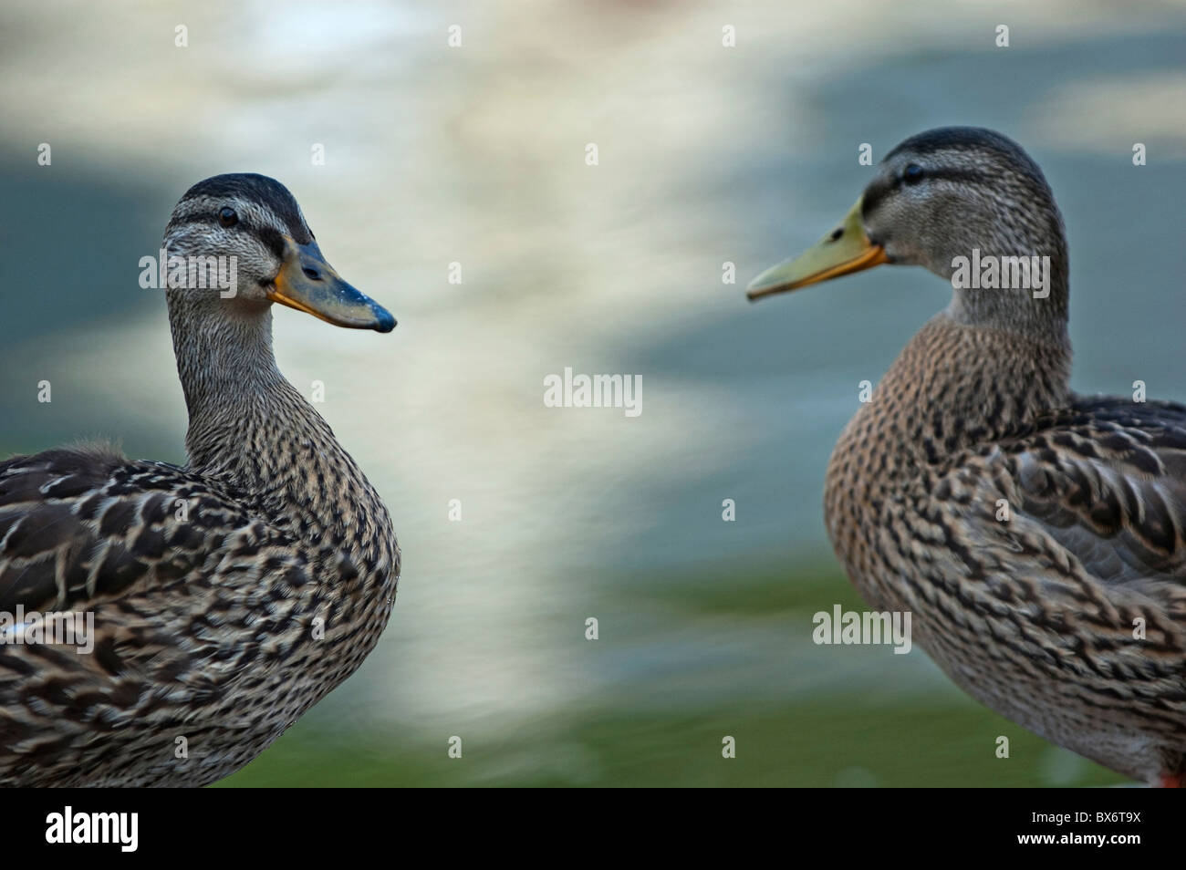 Two duck couples hi-res stock photography and images - Alamy