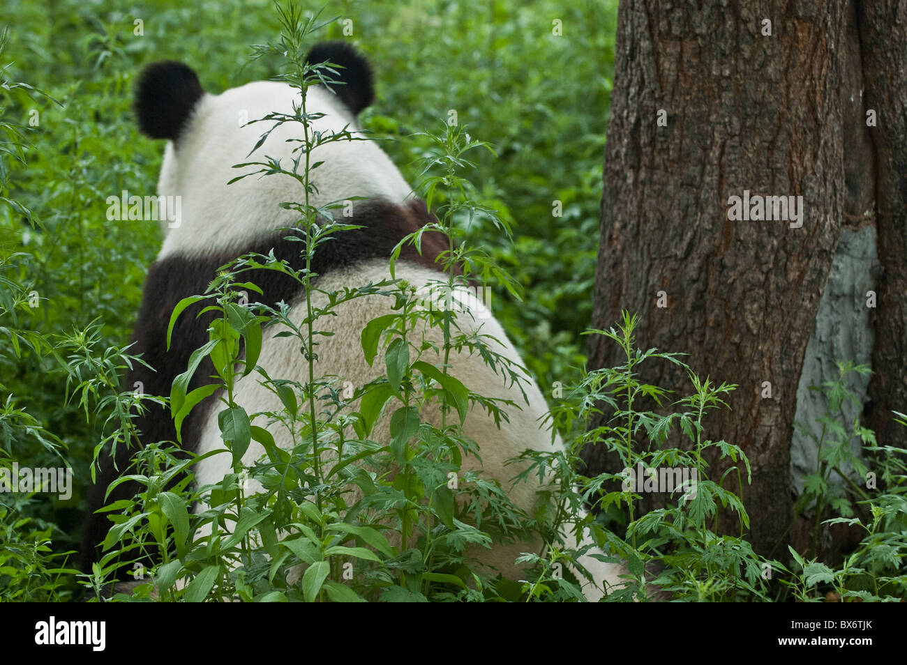 Giant panda at Beijing Zoo, Beijing, China Stock Photo - Alamy