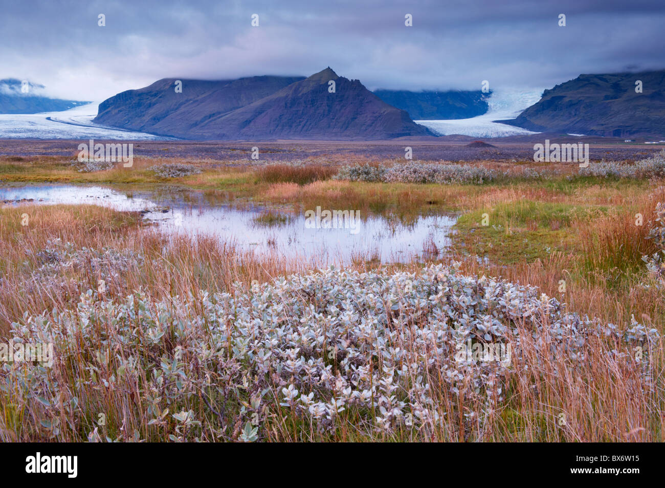 Arctic plants hi-res stock photography and images - Alamy