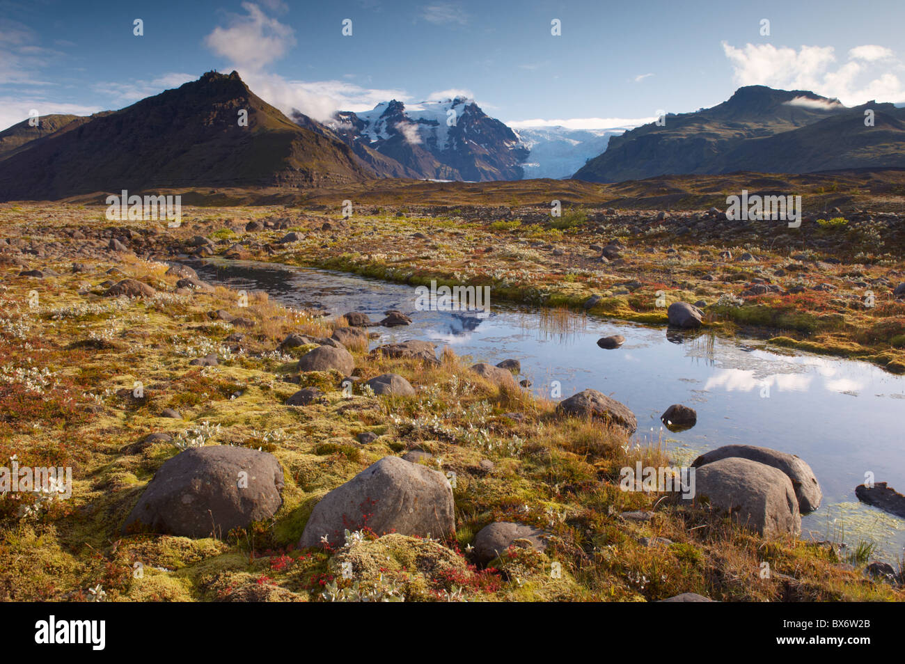 Arctic plants hi-res stock photography and images - Alamy