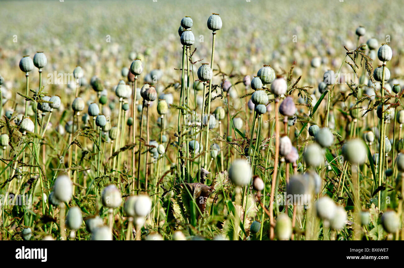Poppy field, poppy head. (CTK Photo/Rene Fluger Stock Photo - Alamy