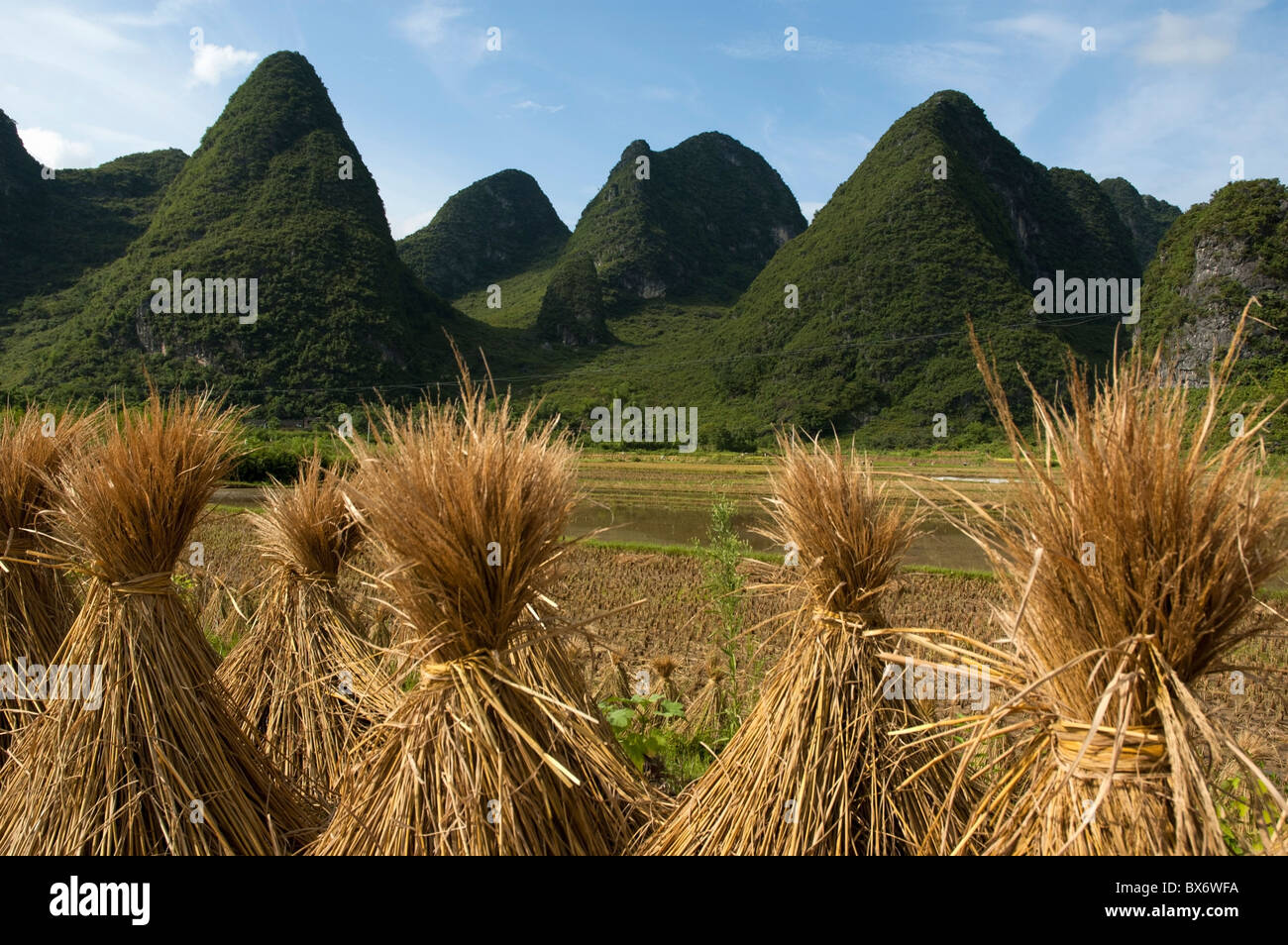 Rice drying hi-res stock photography and images - Alamy