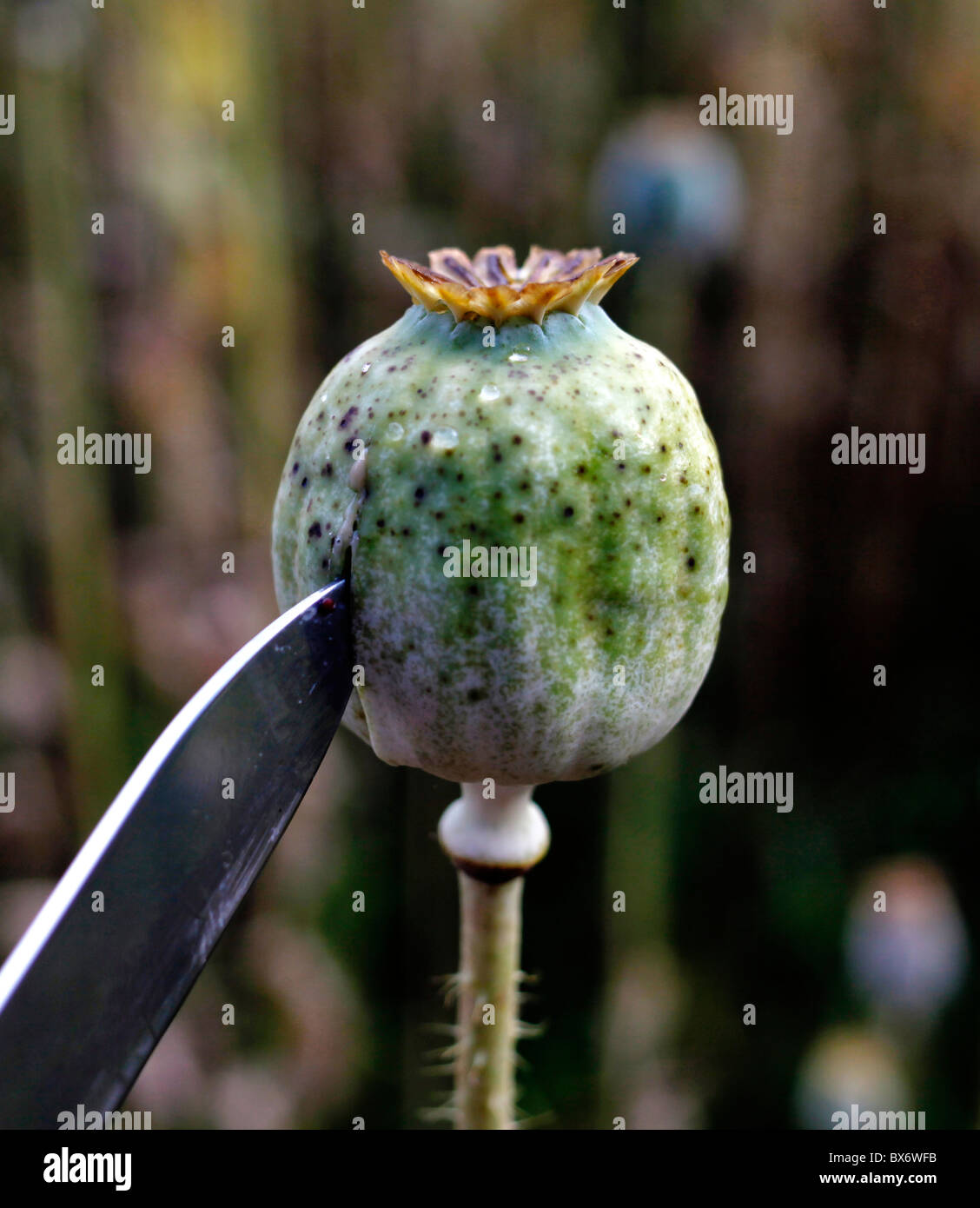 Poppy field, poppy head. (CTK Photo/Rene Fluger Stock Photo - Alamy