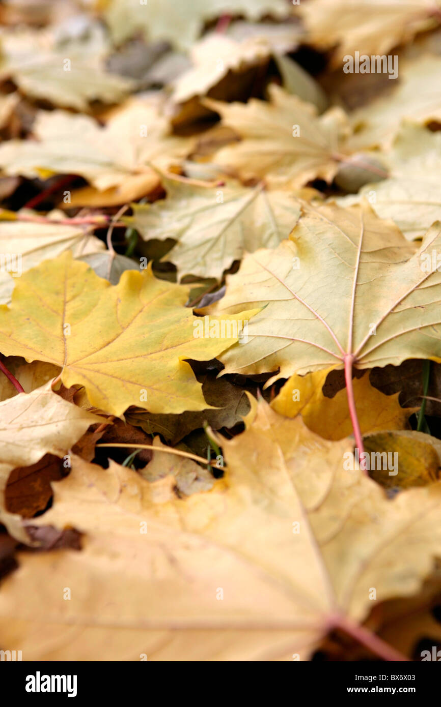 Autumnal maple leaves covering the ground Stock Photo - Alamy