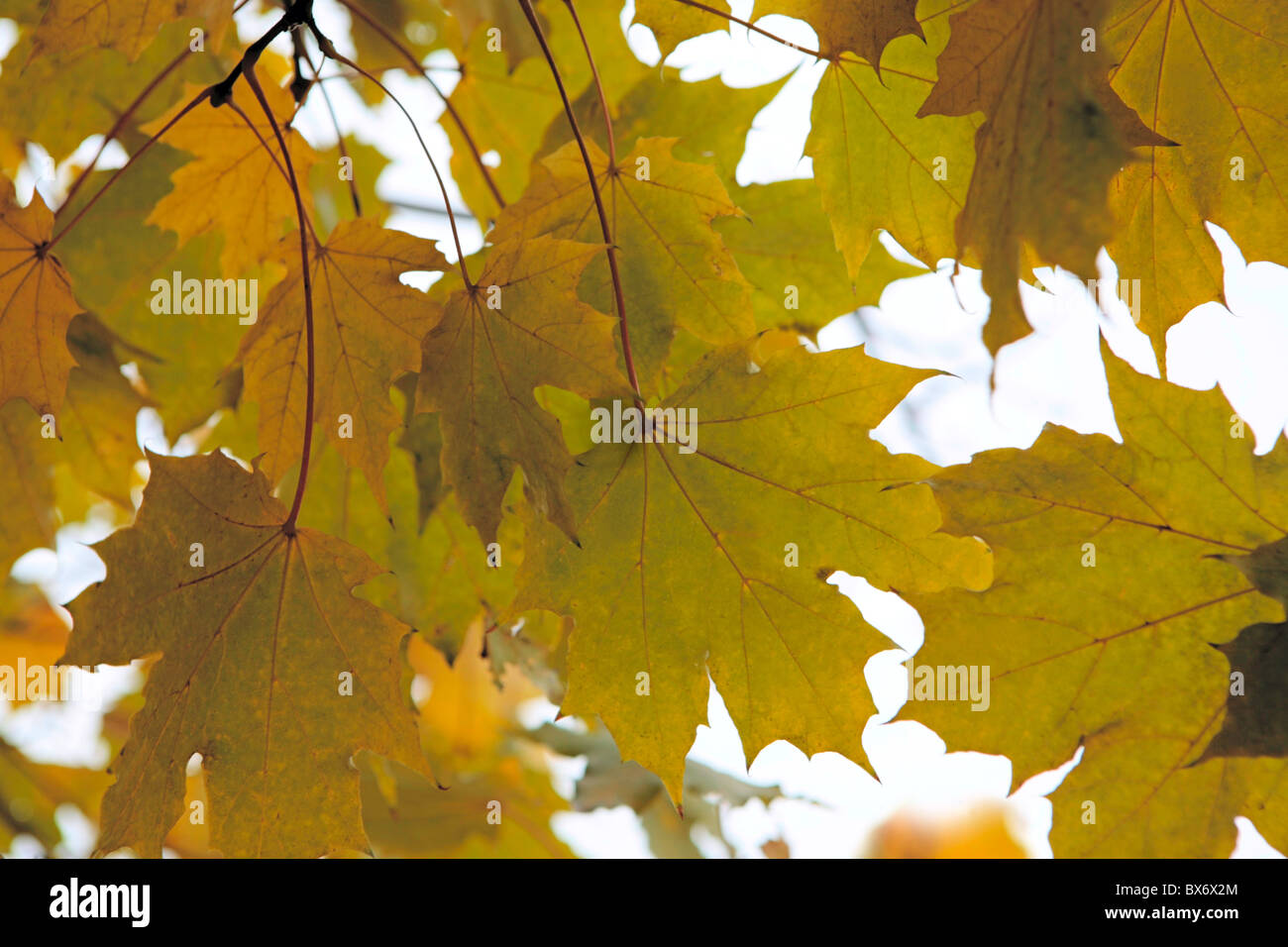 Hanging down from the branches of a tree hi-res stock photography and ...