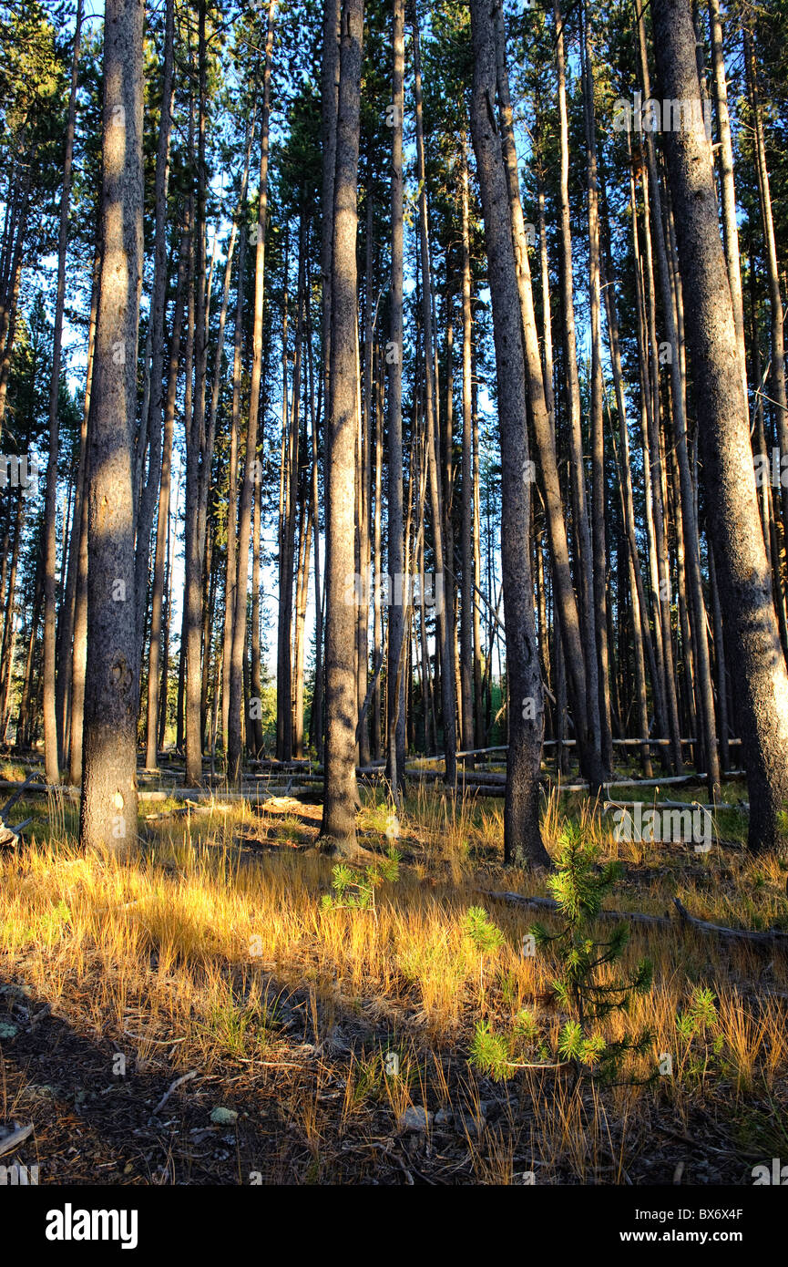 Yellowstone forest hi-res stock photography and images - Alamy