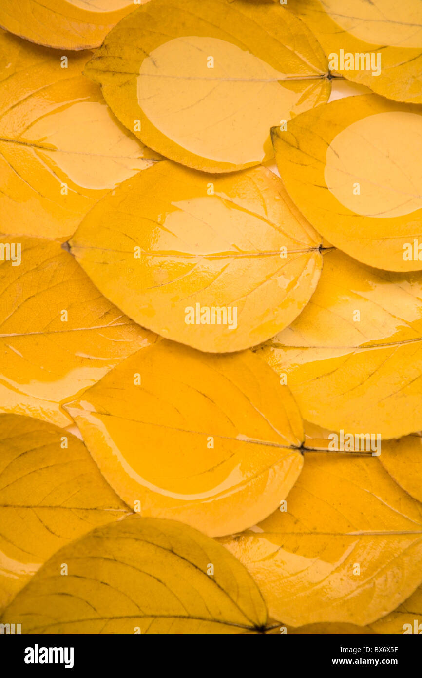 Fall theme background: yellow autumn leaves Stock Photo - Alamy