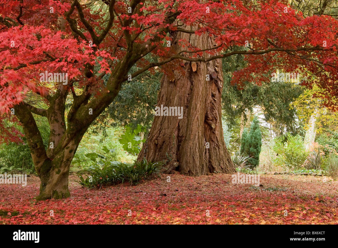 Red Forest Tree
