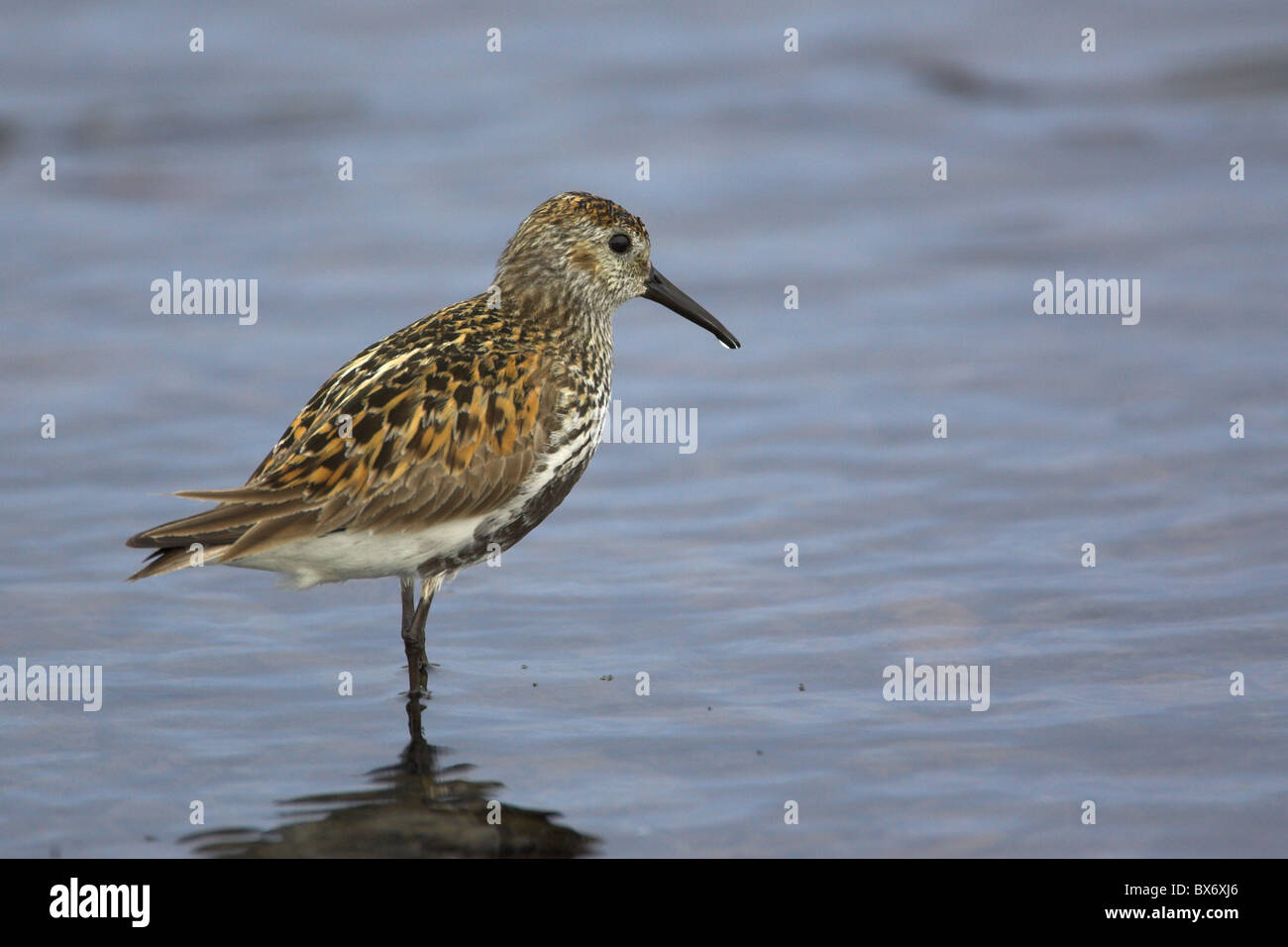 Dunlin nest hi-res stock photography and images - Alamy