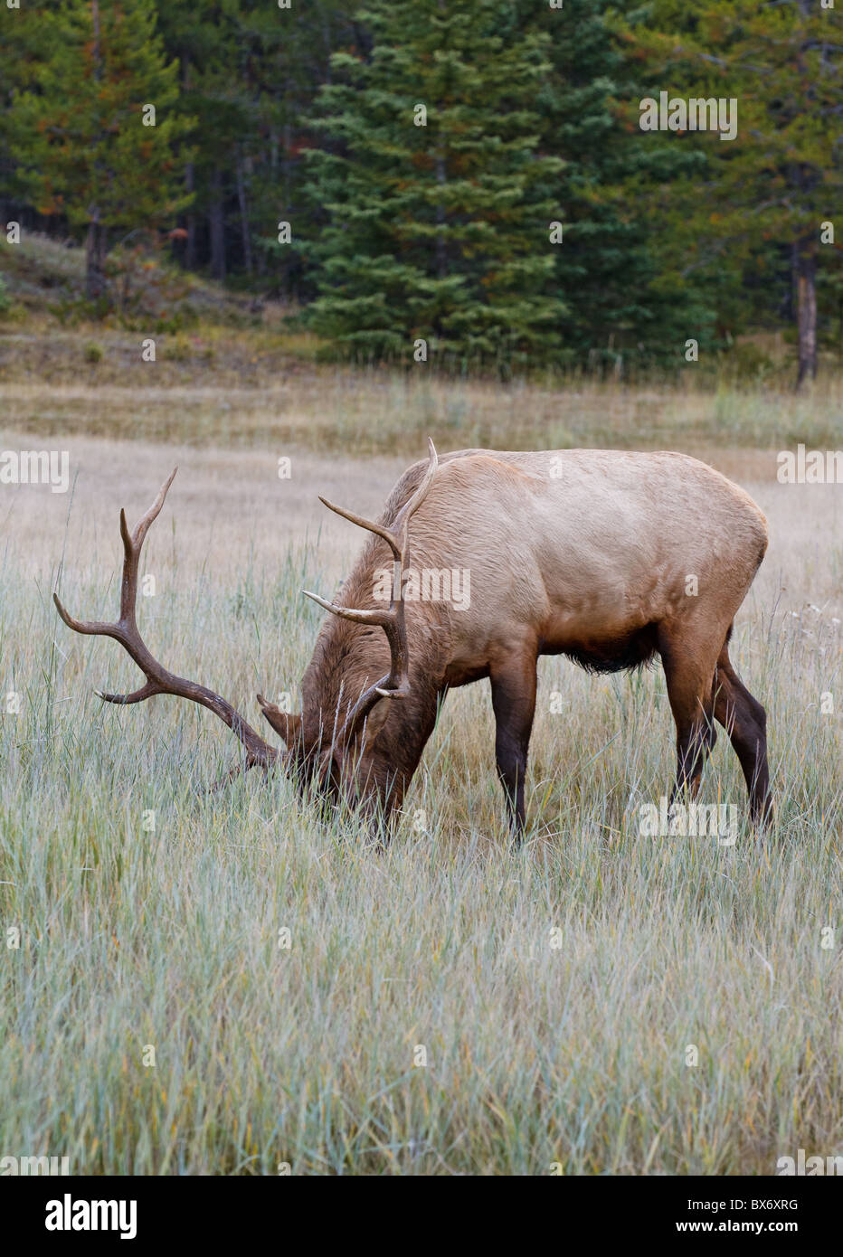 Bull elk, cervus canadensis, grazing in Banff National Park, Alberta ...
