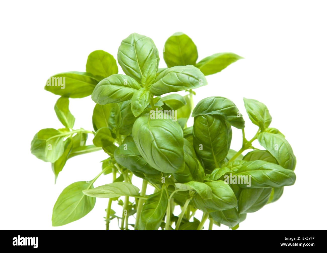 growing young sweet basil plants isolated on white Stock Photo - Alamy