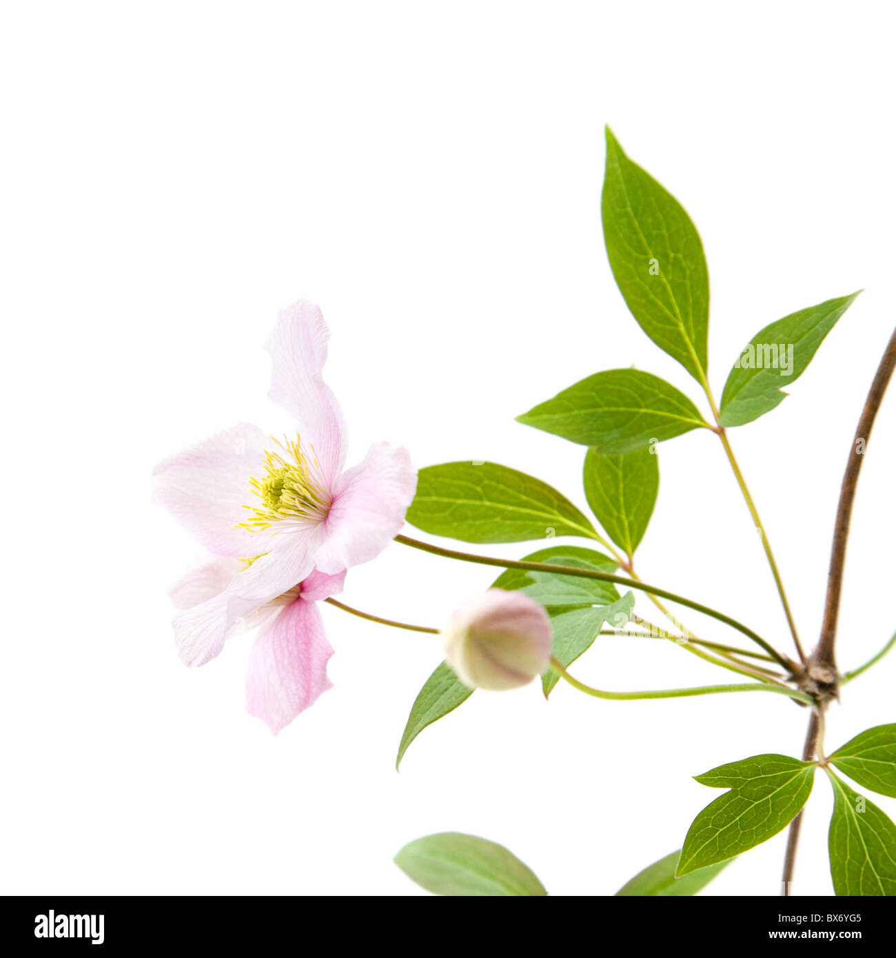 pale pink clematis; buds and leaves isolated on white Stock Photo - Alamy