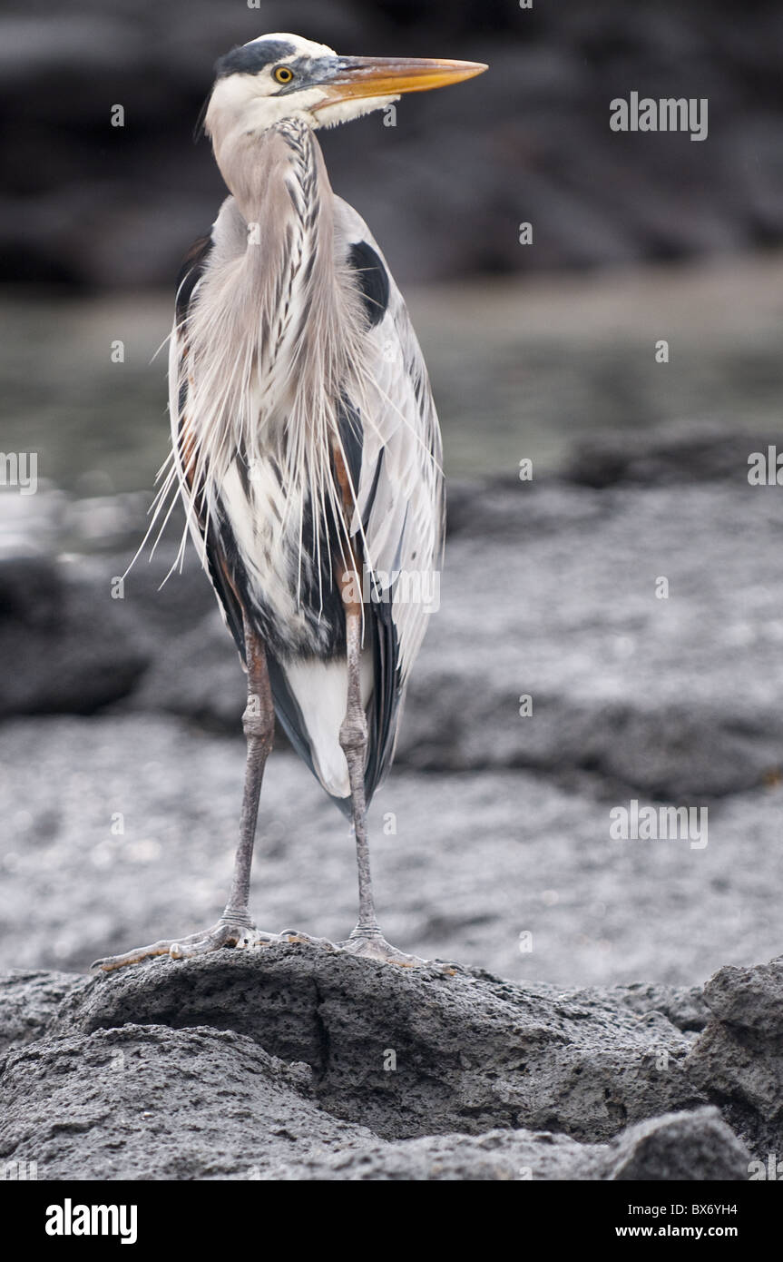 Fernandina island galapagos hi-res stock photography and images - Alamy