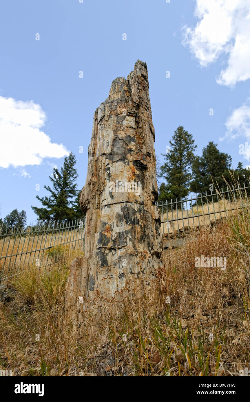 Yellowstone fossil hi-res stock photography and images - Alamy
