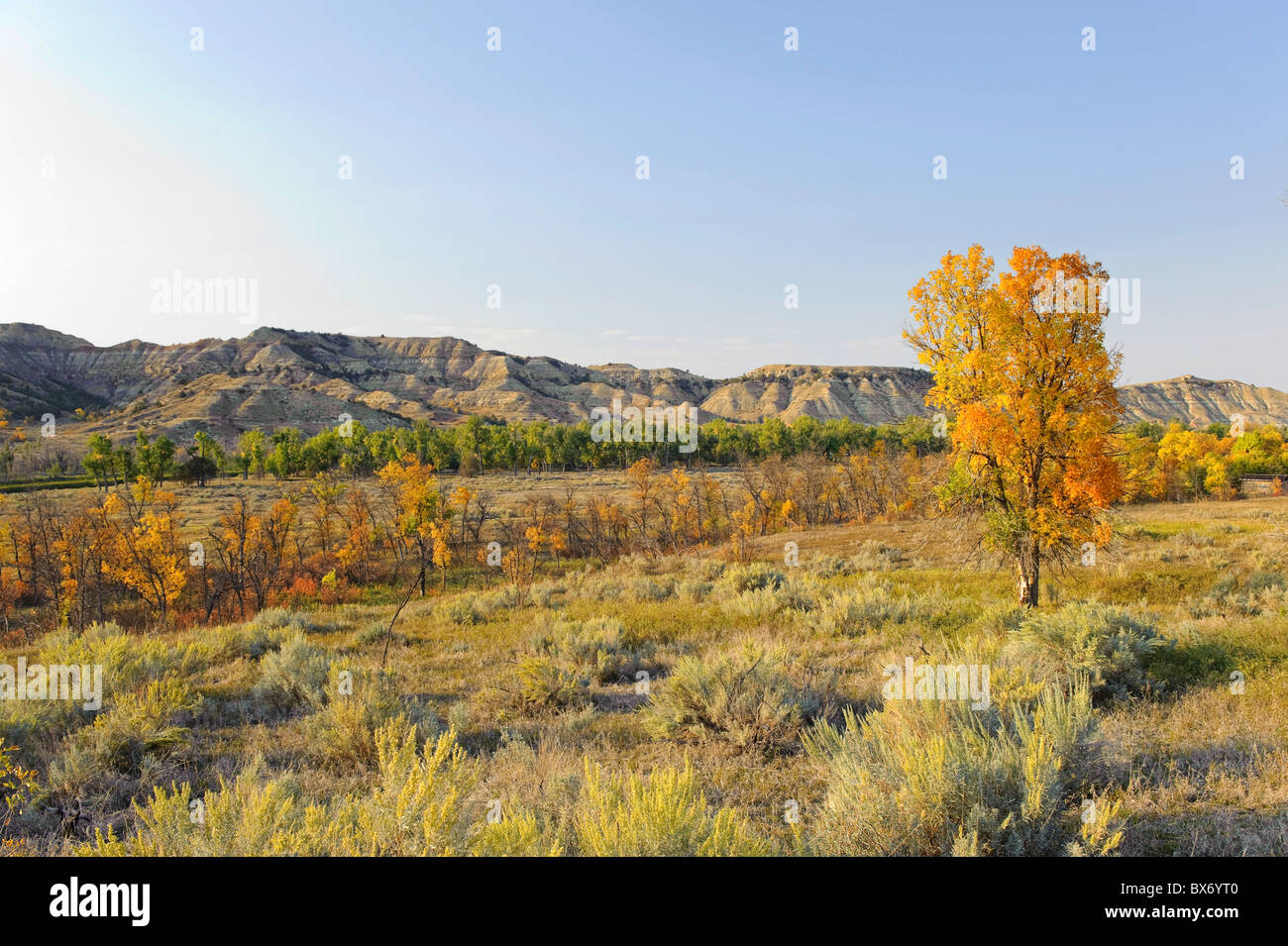 Cottowood tree hi-res stock photography and images - Alamy