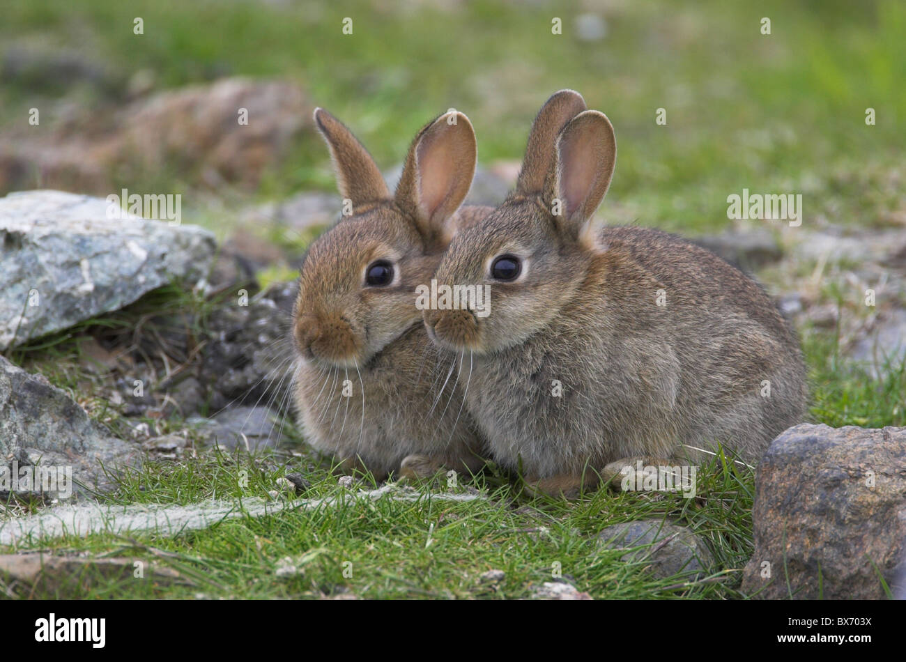 Two Young Rabbits Oryctolagus Cuniculus High Resolution Stock ...