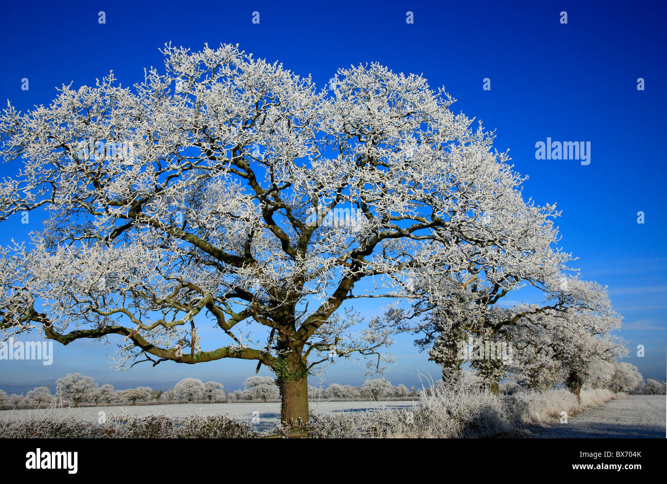 Hoar Frost on Trees Wales UK United Kingdom Europe Stock Photo - Alamy