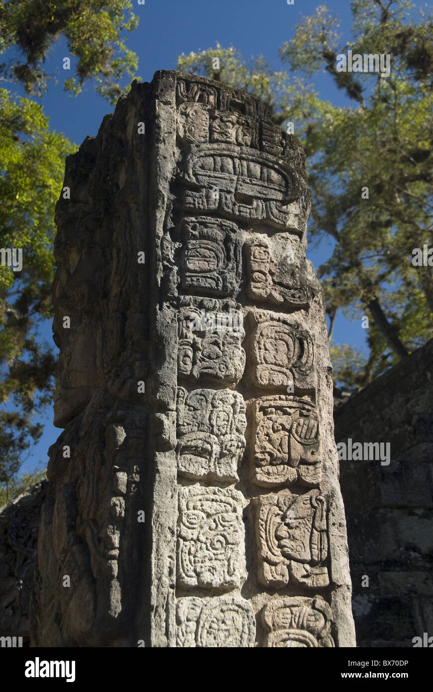 Mayan glyphs on the side of Stela P, West Court, Copan Archaeological ...