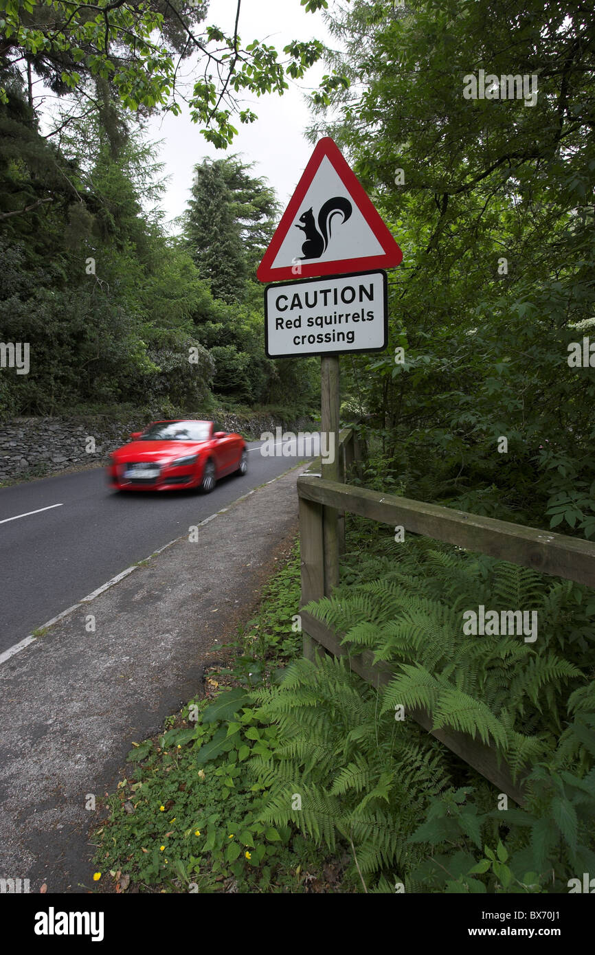 Squirrel road sign hi-res stock photography and images - Alamy