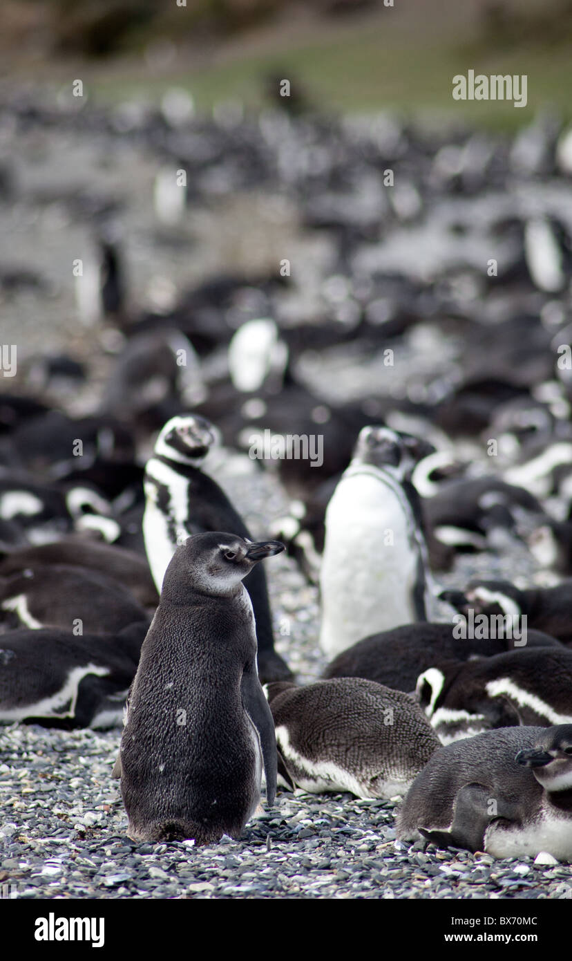 Penguins martillo island hi-res stock photography and images - Alamy