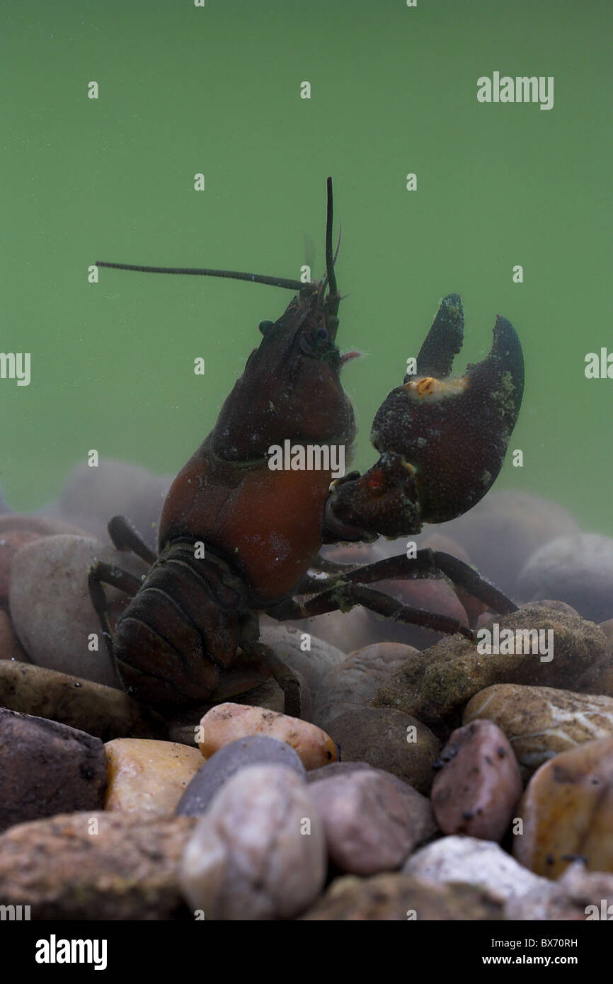 American Signal Crayfish (Pacifastacus leniusculus) on stones Stock ...