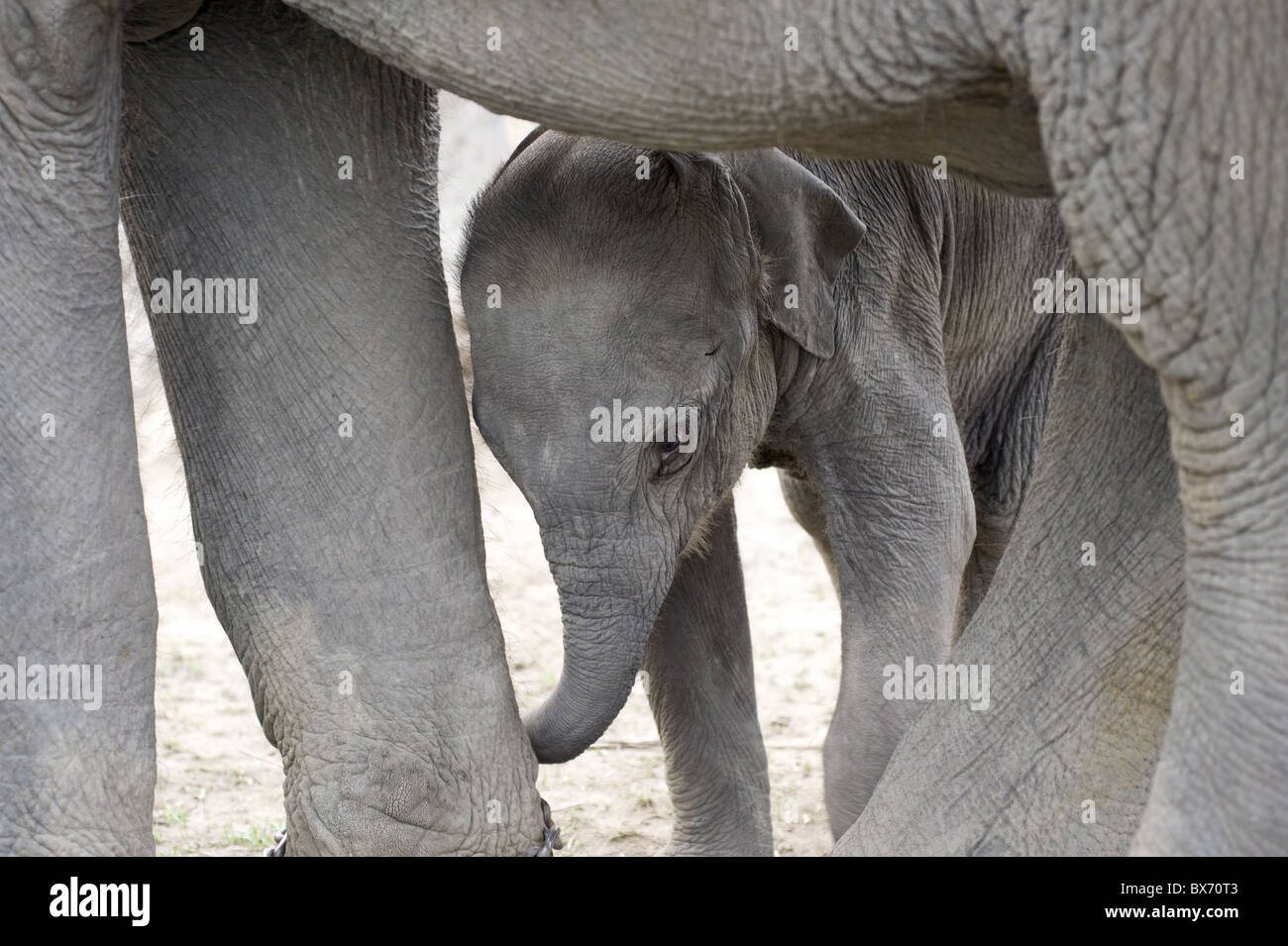 Two month old baby elephant calf with mother elephant, Kaziranga ...