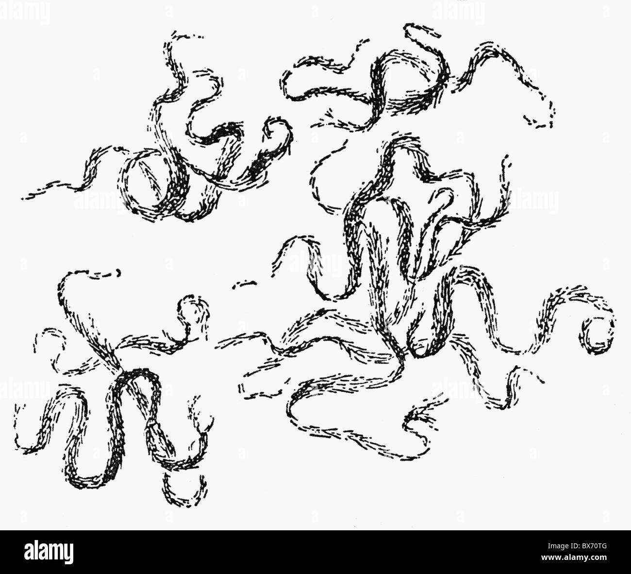 Robert koch tuberculosis hi-res stock photography and images - Alamy