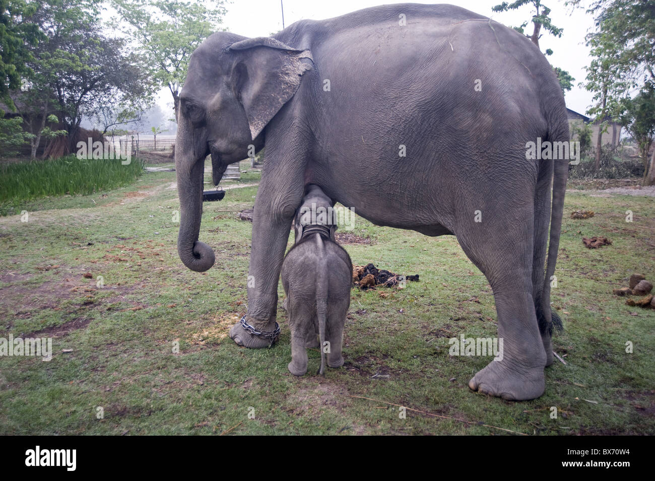 Two month old baby calf nuzzling mother elephant to suckle, Kaziranga ...