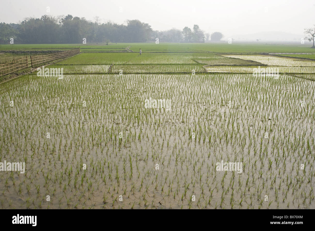 Assam paddy fields hi-res stock photography and images - Alamy