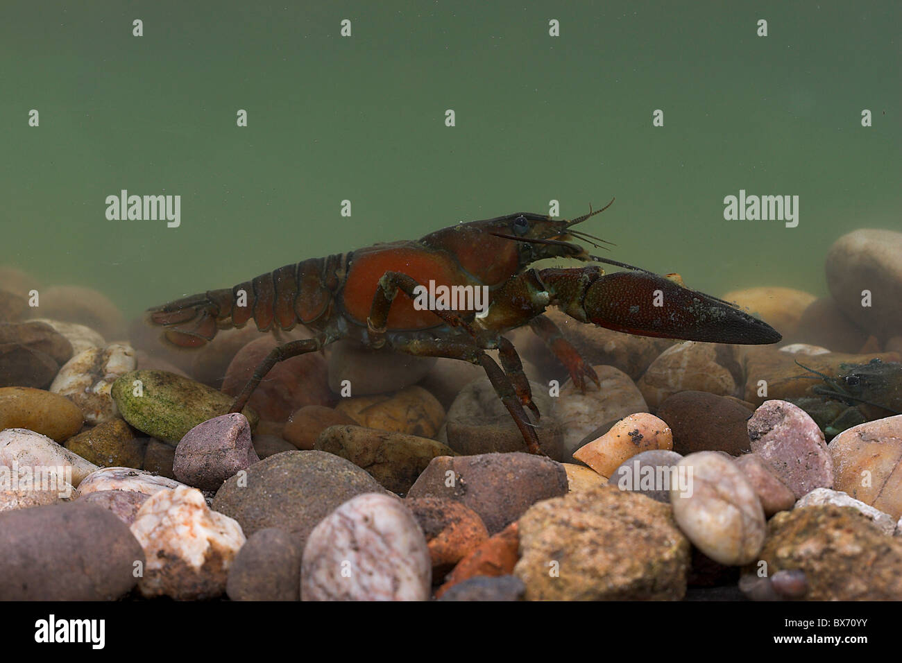 American signal crayfish hi-res stock photography and images - Alamy