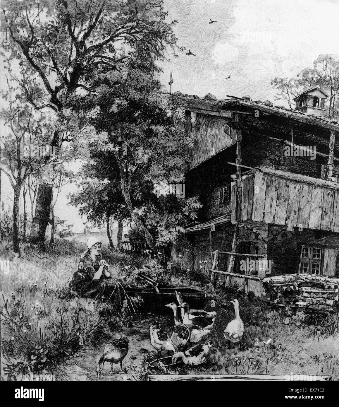 agriculture, livestock, geese, young woman herding geese, wood ...