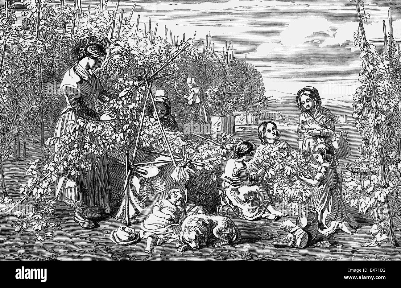 agriculture, hop, harvesting hops in England, wood engraving, 1851 ...