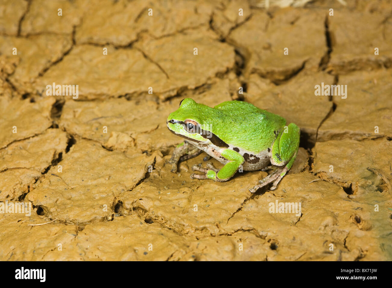 Pacific Tree Frog or Pacific Chorus Frog, Pseudacris regilla, Golden ...