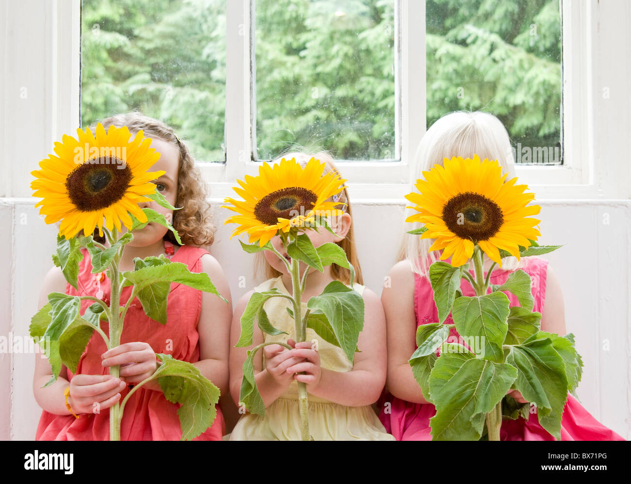 3 girls, 3 sunflowers, by 3 windows Stock Photo - Alamy