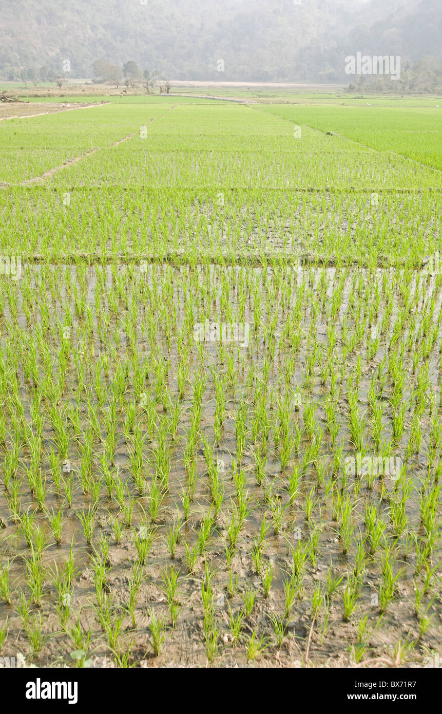 Rice paddy fields, Ganeshpahar village, Brahmaputra, Assam, India, Asia ...