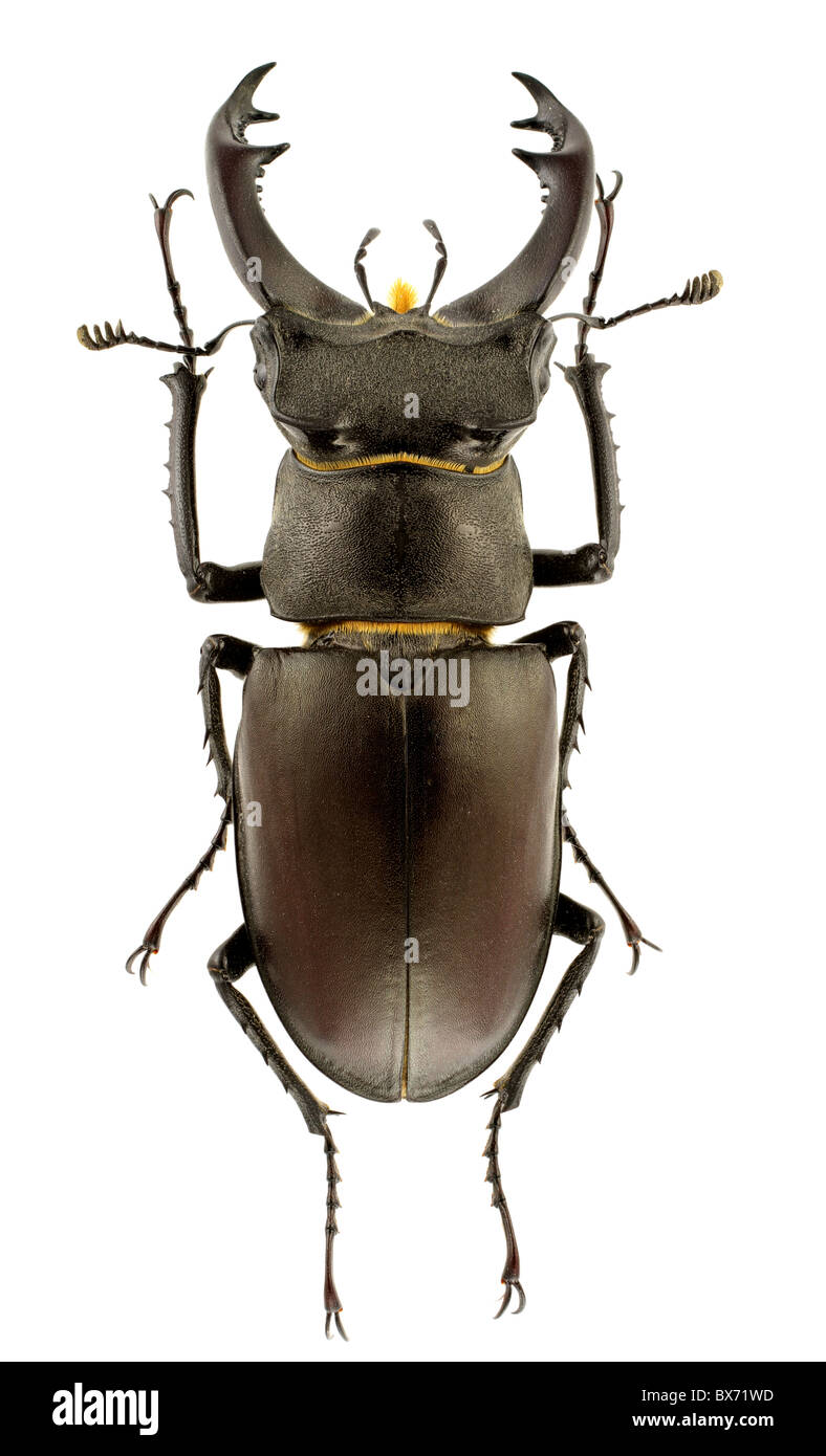 Stag beetle hi-res stock photography and images - Alamy